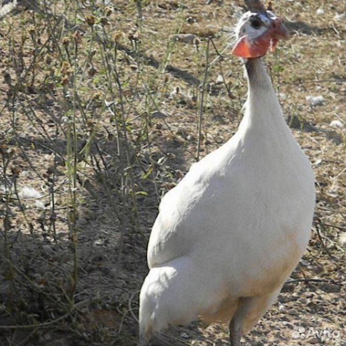 Яйцо цесарки