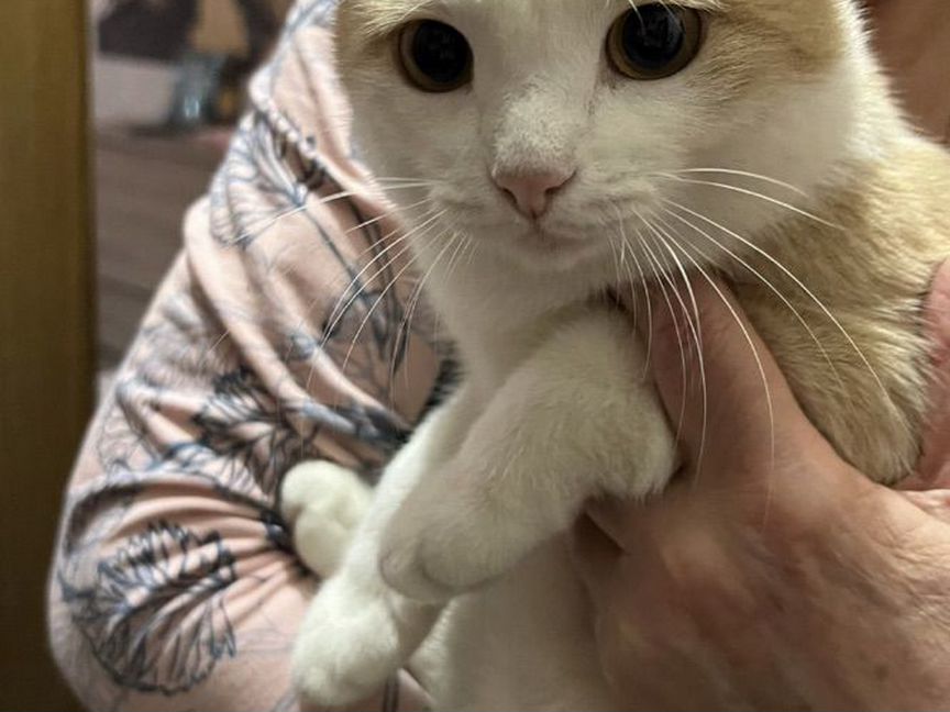 Котик Персик