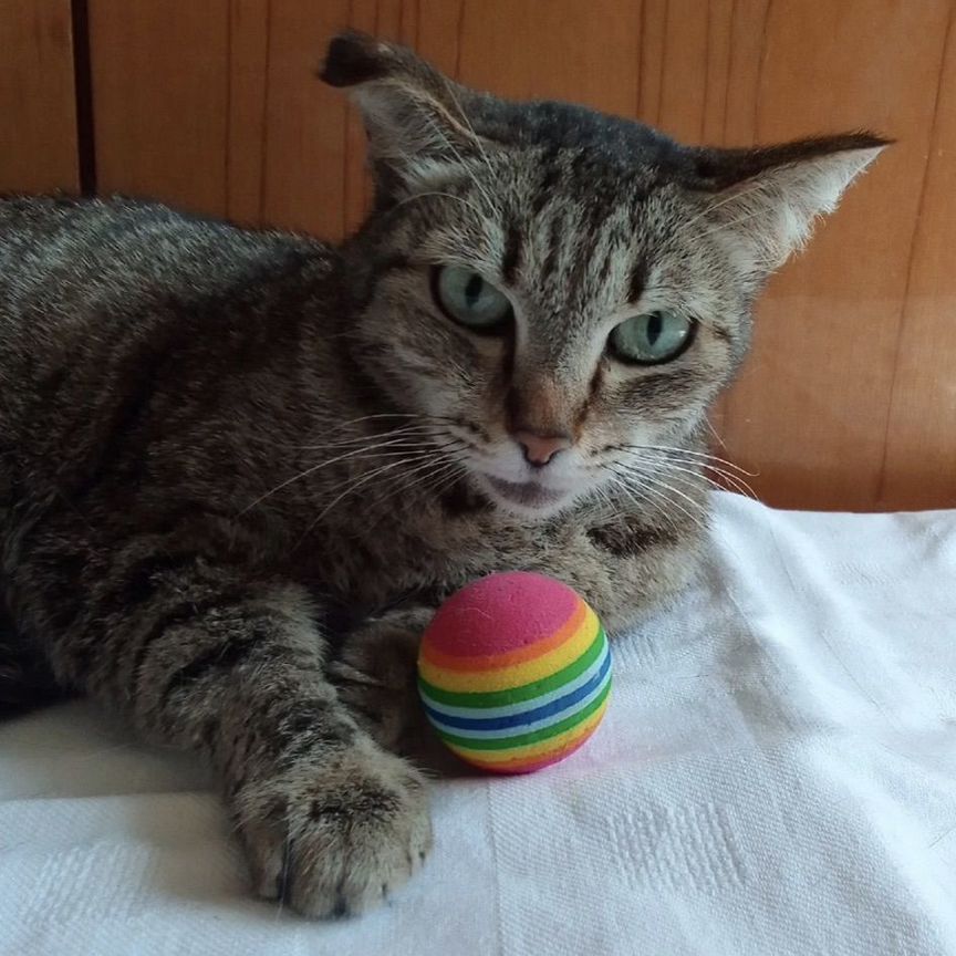 Европейская короткошёрстная, взрослая кошка