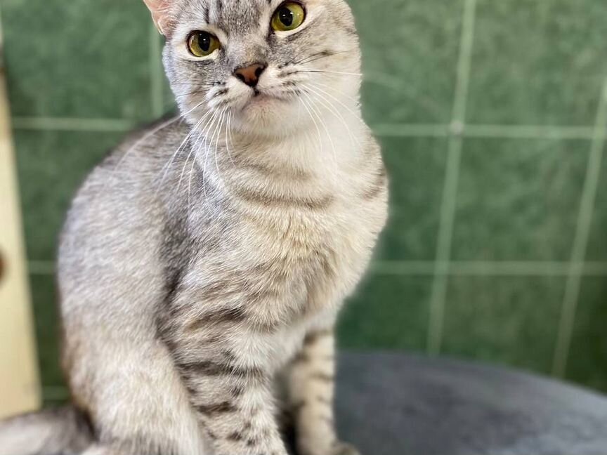 Молодая кошечка Петрушка