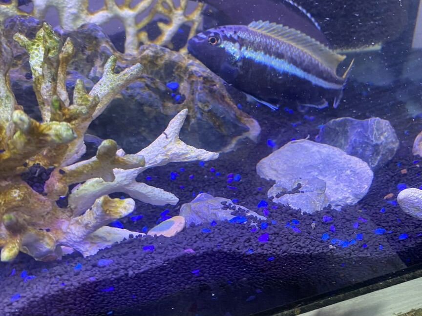 Ауратус меланохромис