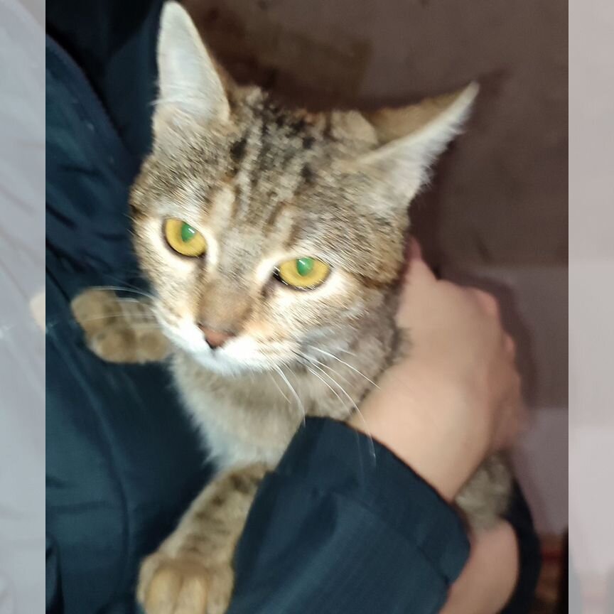Кошечка подросток ищет дом