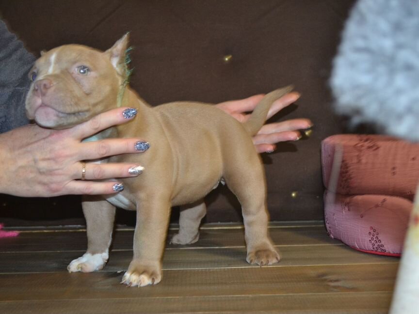 Ам булли мини покет