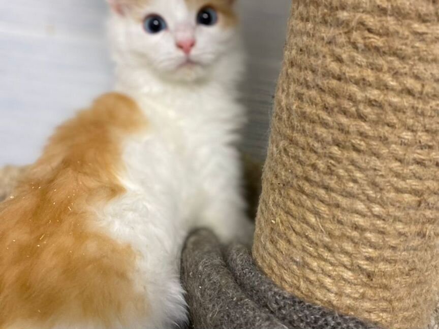 Котенок привитый ласкун