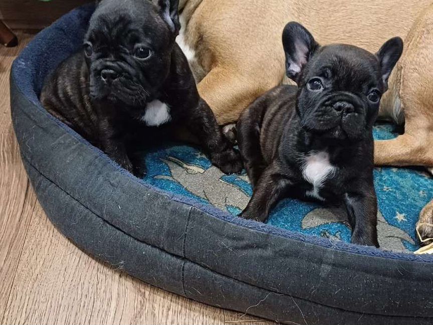 Французский бульдог щенки