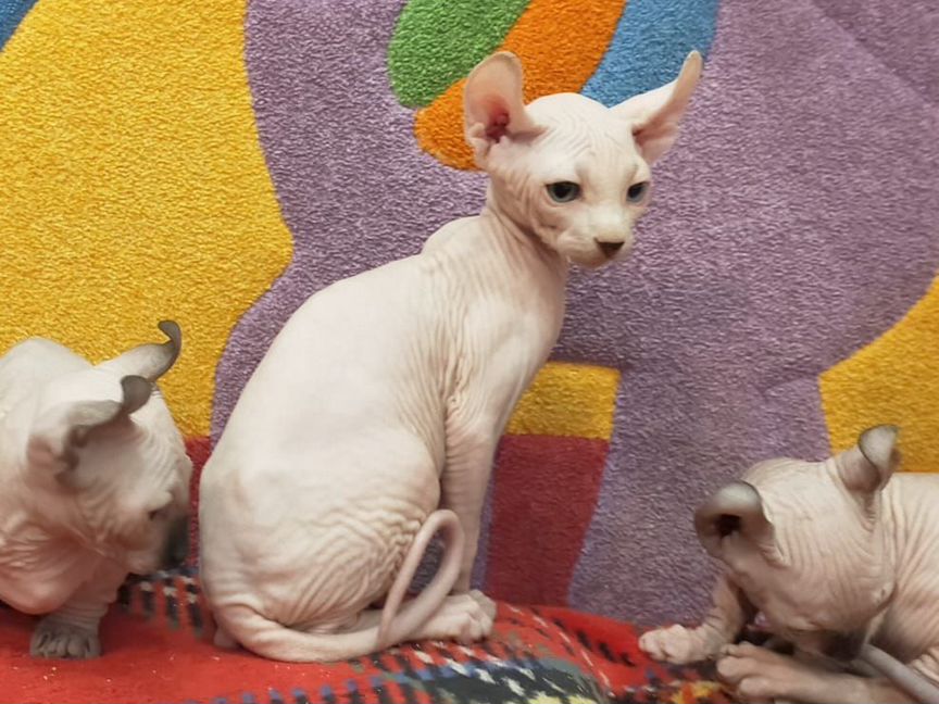 Котик эльфик с разными глазами