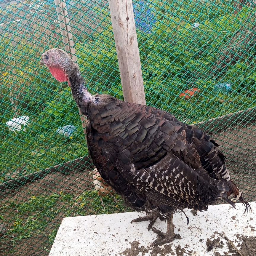 Индюки домашние