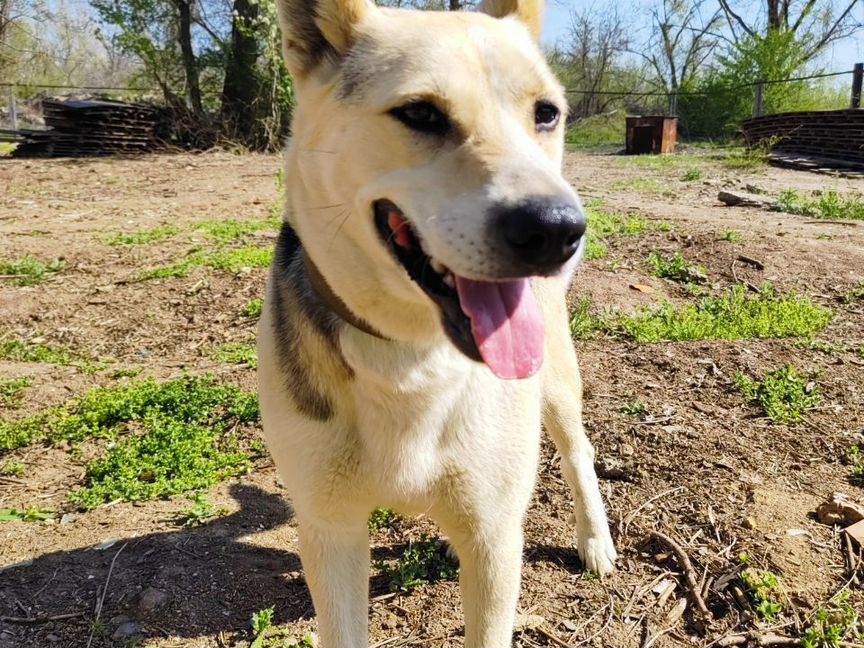 Батлер ищет дом