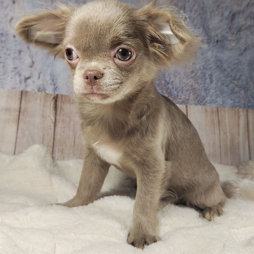 Чихуахуа, щенок