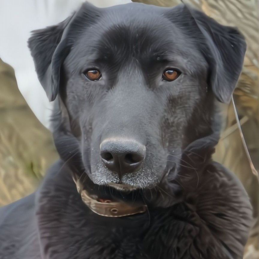 Взрослый пёс в добрые руки