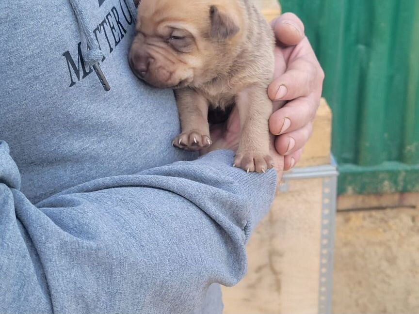 Кане корсе щенок