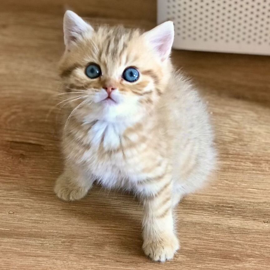 Британские котята золотая шиншилла