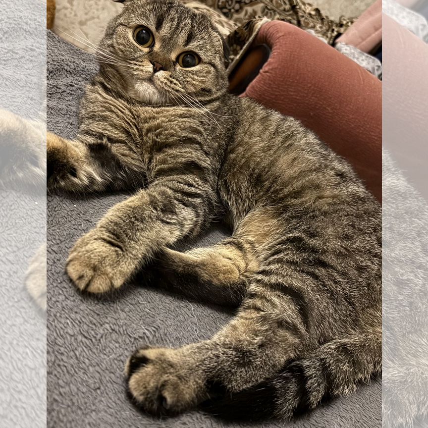 Шотландский вислоухий короткошёрстный котёнок