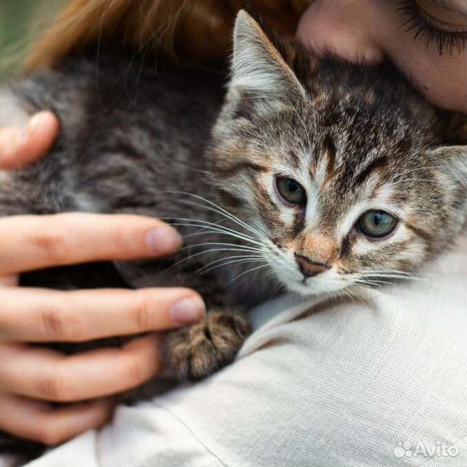 Крошка кошка ищет дом