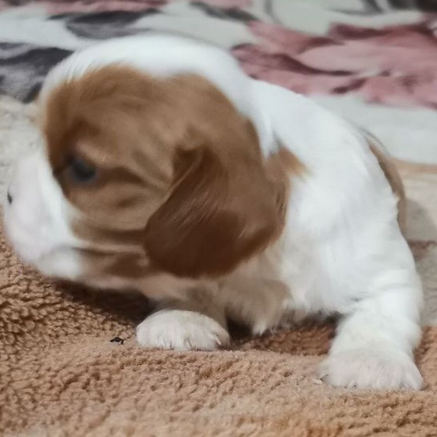 Бронь щенка кавалер-кинг-чарльз-спаниель