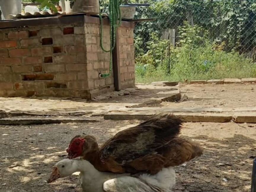 Гуси,Шипуны,Петухи-обмен