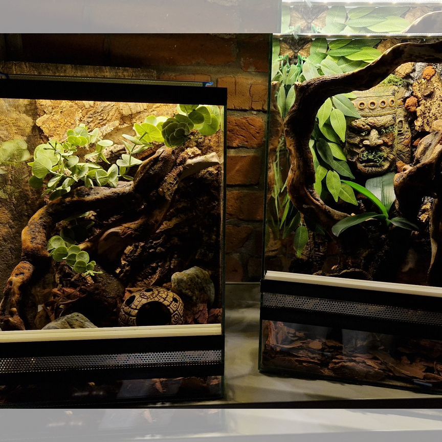 Готовые террариумы для эублефаров и бананоедов