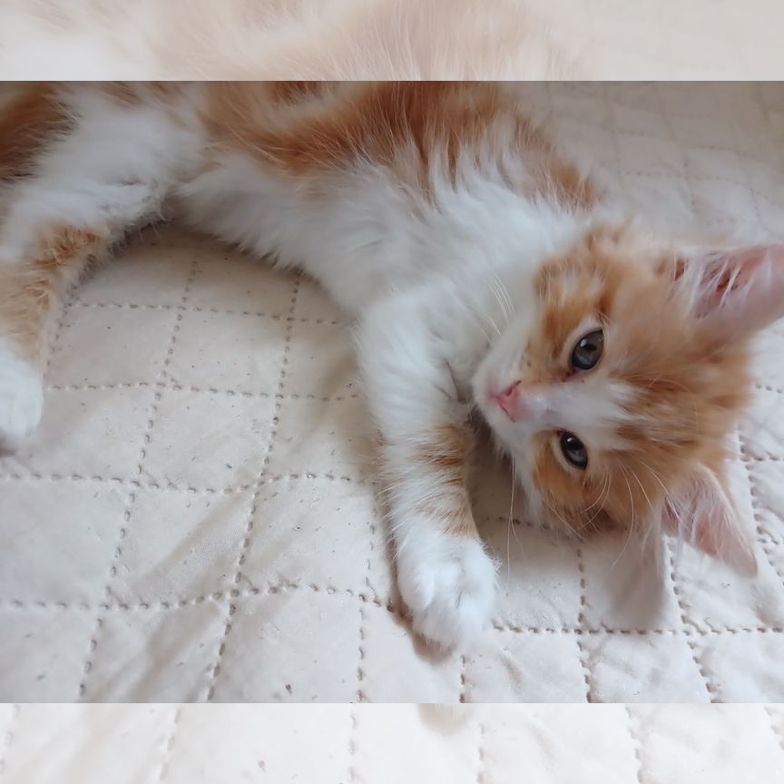 Отдам котенка