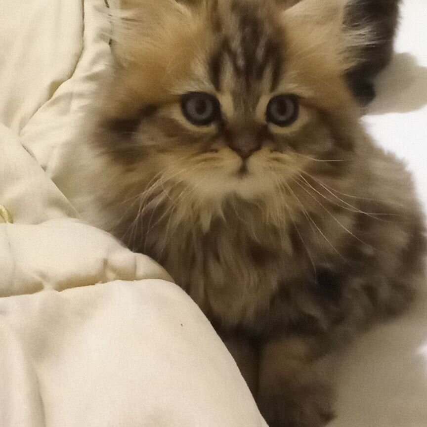 Котенок девочка