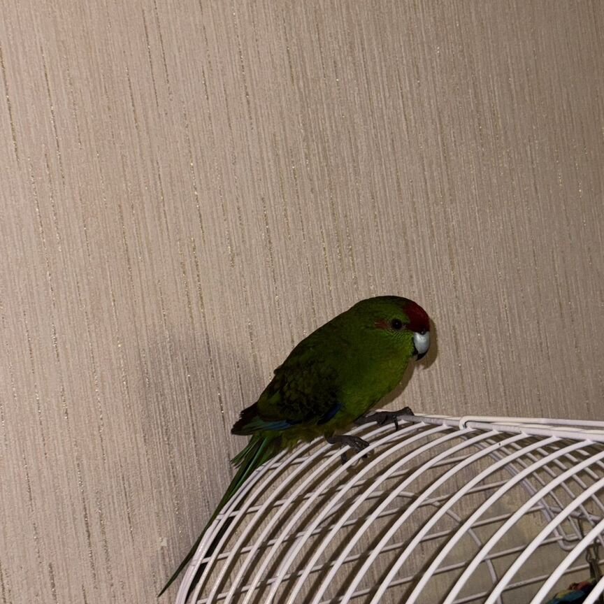 Попугай какарик мальчик