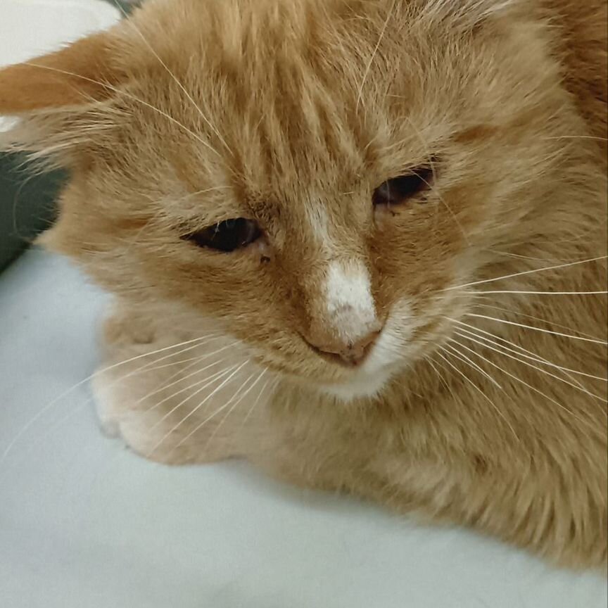 Молодой котик Мартин