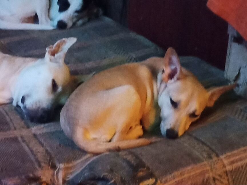 Маленькая собака