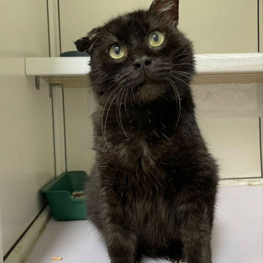 Котик в добрые руки