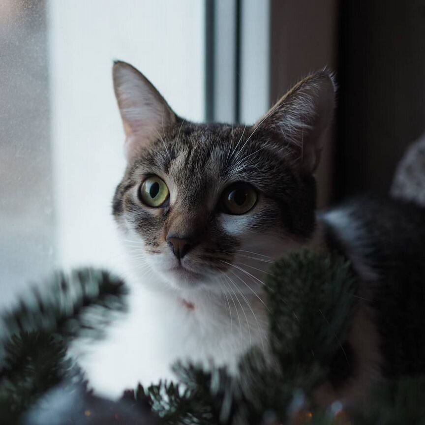 Кошка