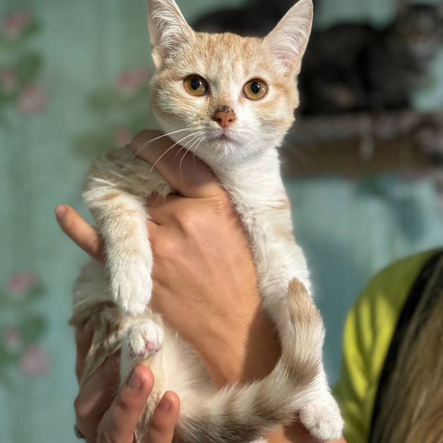 Котёнок Цукат. Малыш в приюте Некрасовка