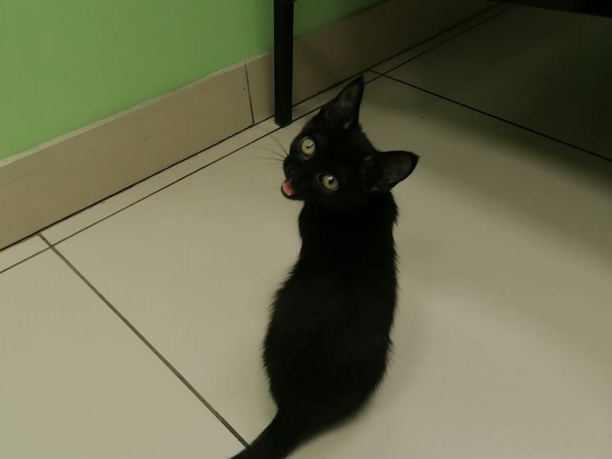 Отдам бесплатно