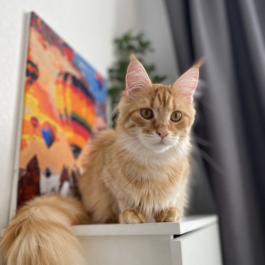 Кошки мейкун бесплатно