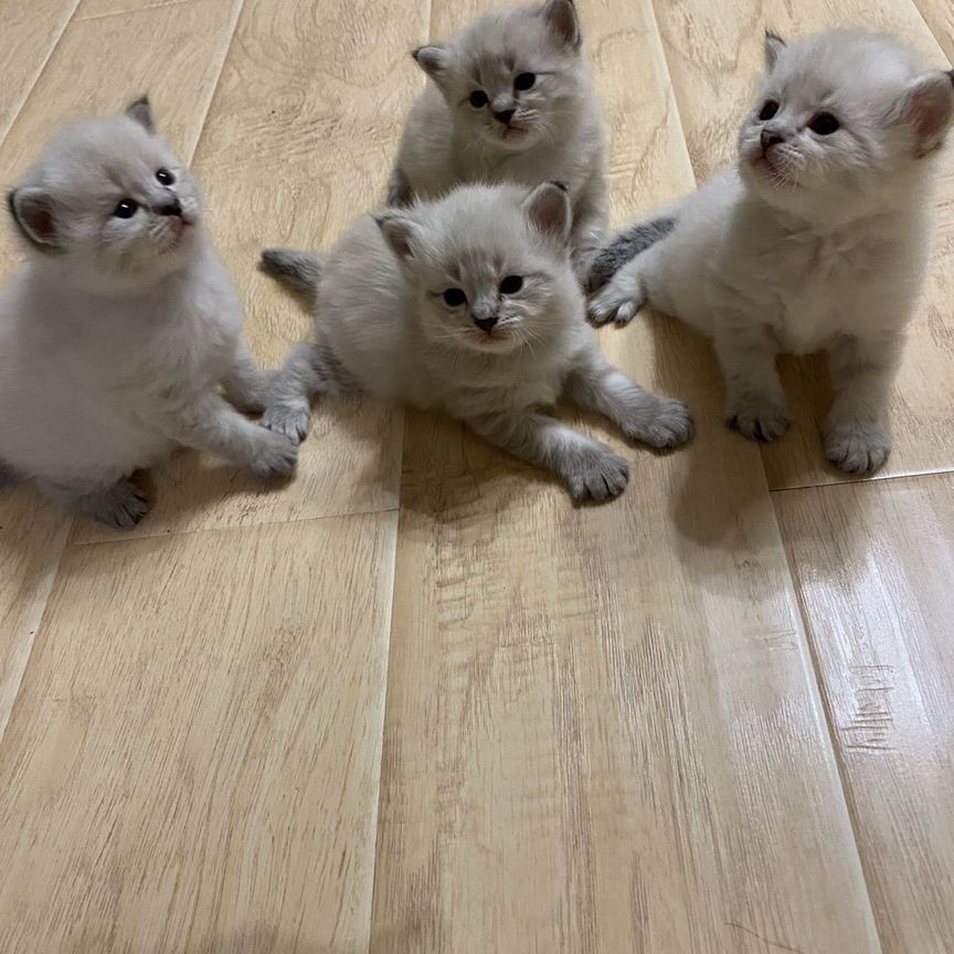 Невские маскарадные котята