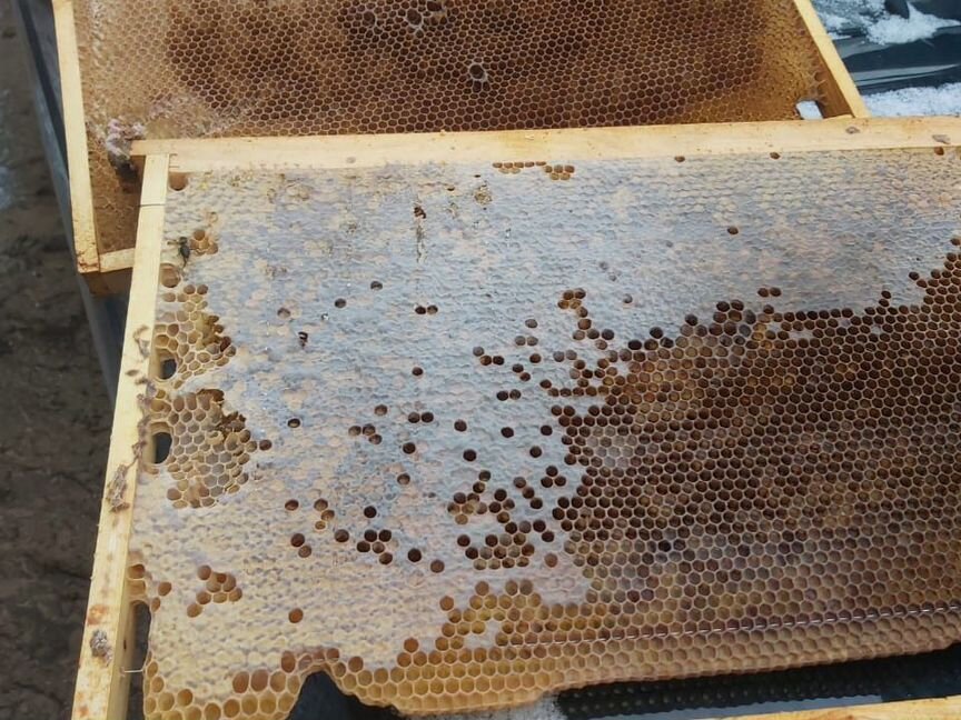 Рамки с вощиной