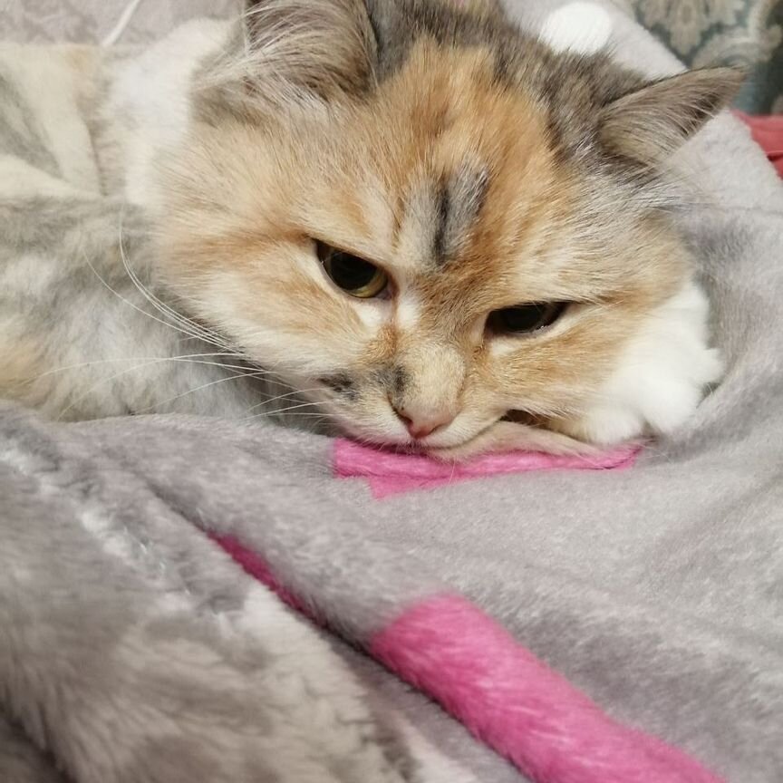 Кошечка Дашка ищет дом