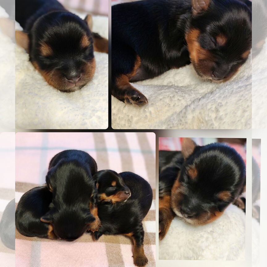 Йоркширский терьер, щенок