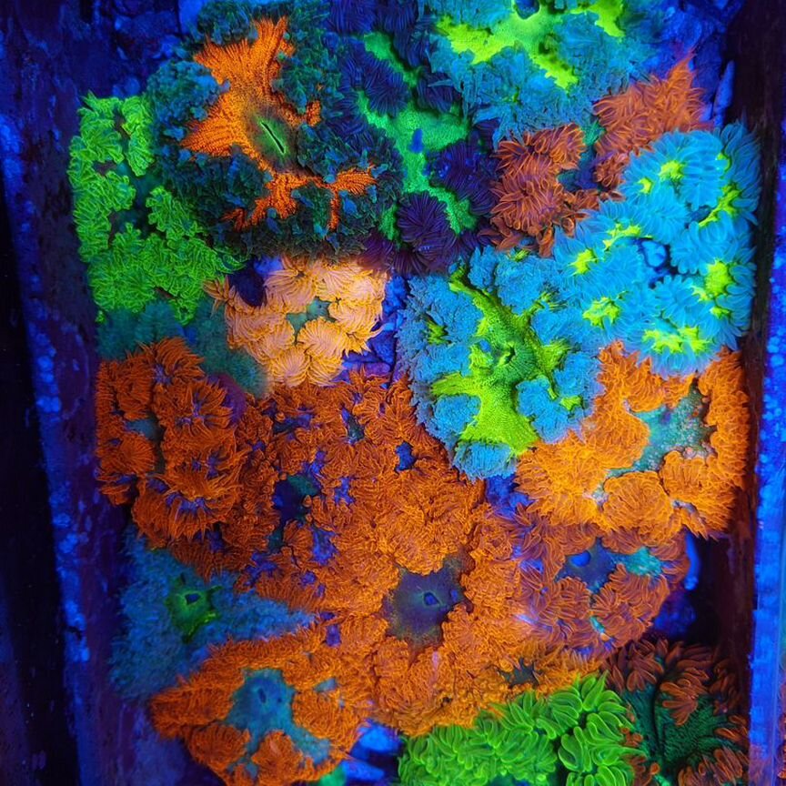 Рок Анемон Rock Flower Anemone Phymanthus crucifer