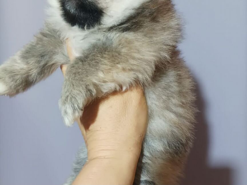 Домашний Мишка