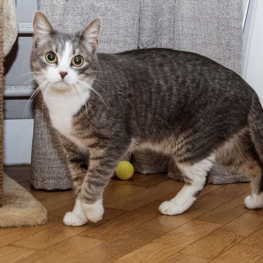 Нежная кошечка изет дом