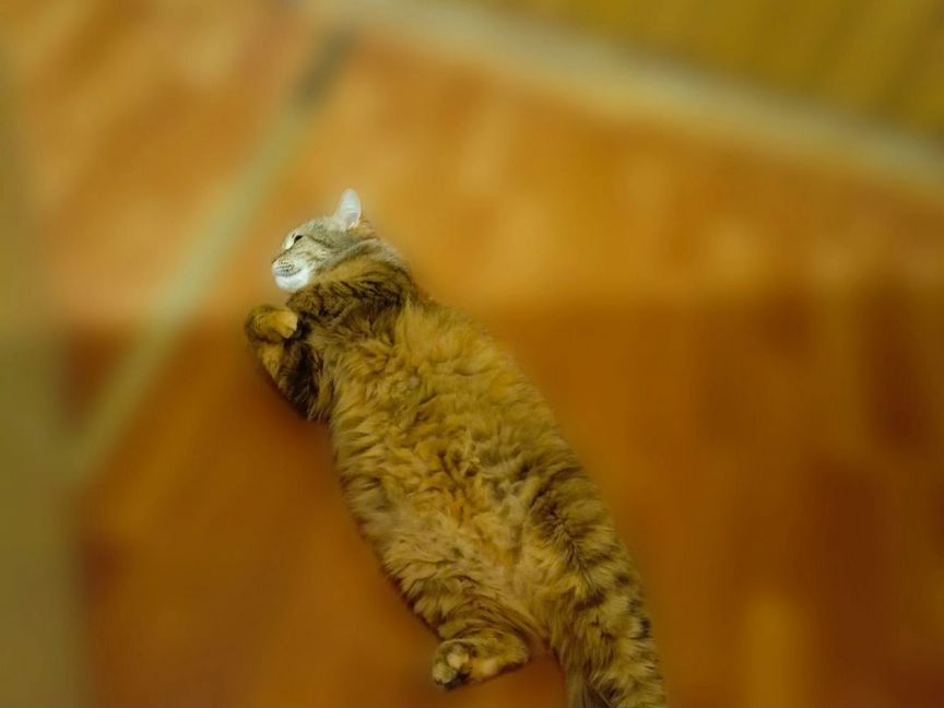 Кошка Пушинка