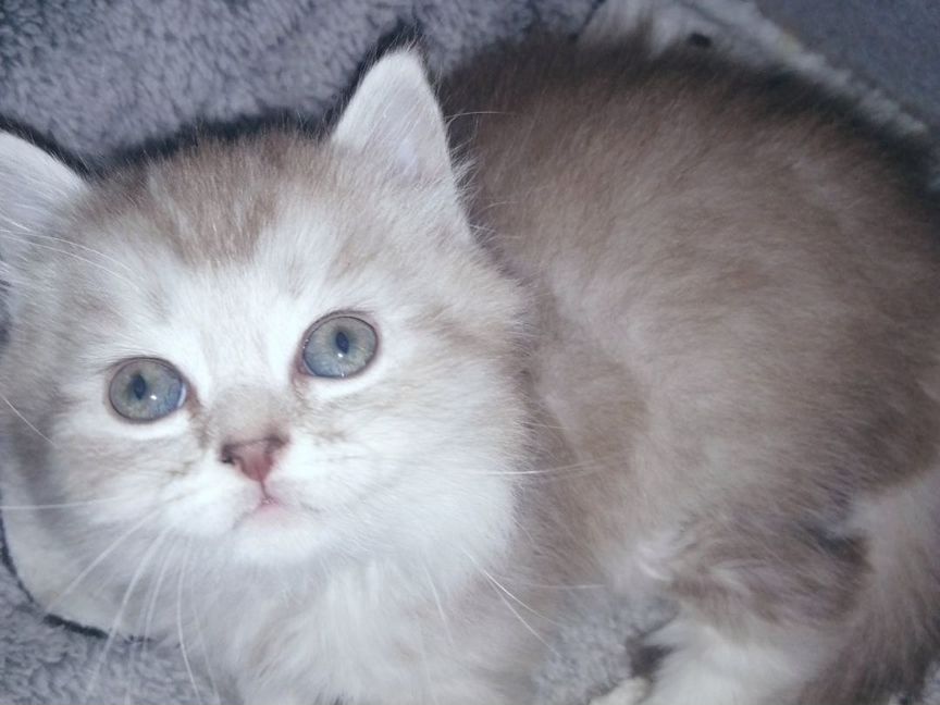Шотландские котята хайленд