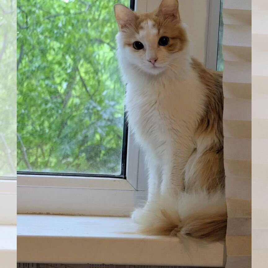 Отдам кота в добрые руки