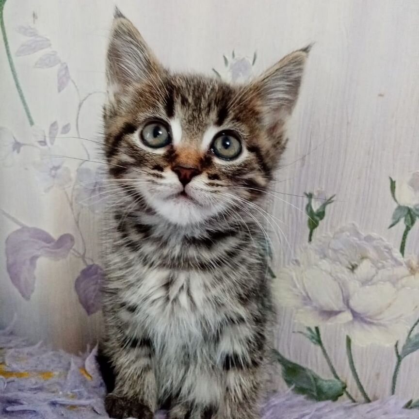 Котята мейн-кун