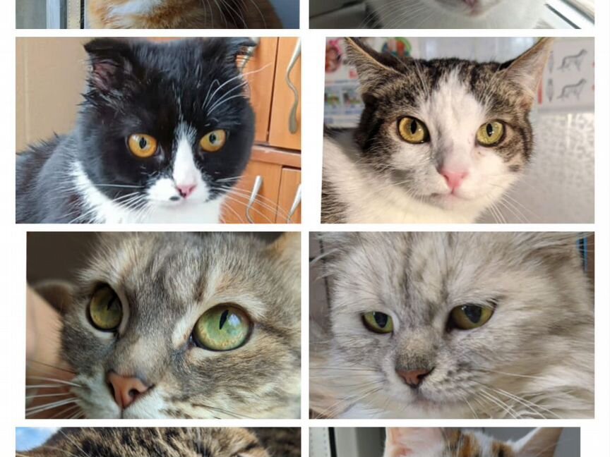 Кошечки и котик на пристрой в добрые руки