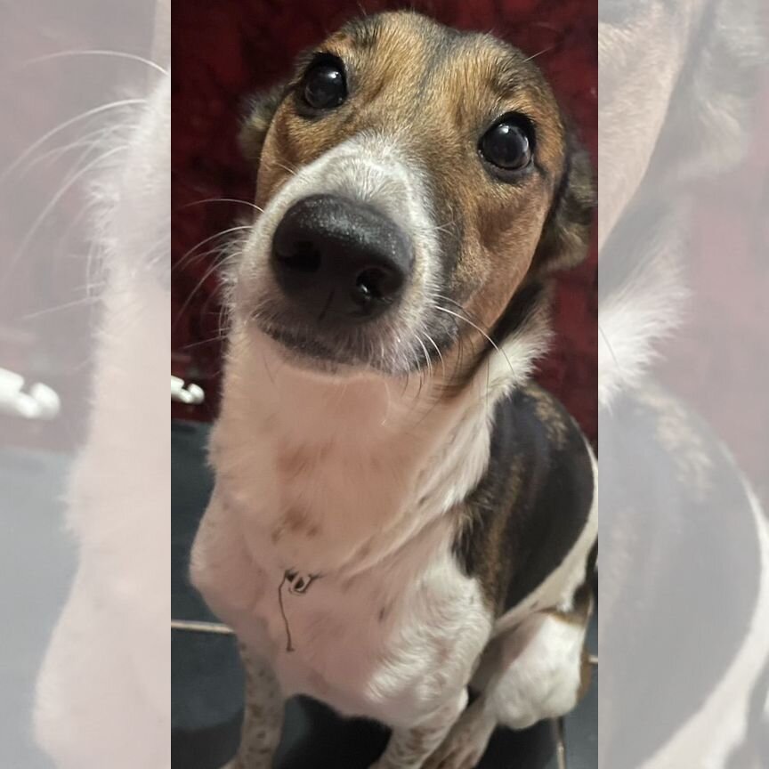 Взрослая собака в добрые руки