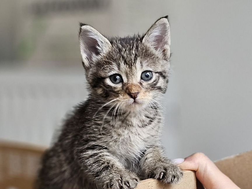 Две девочки красивого окраса