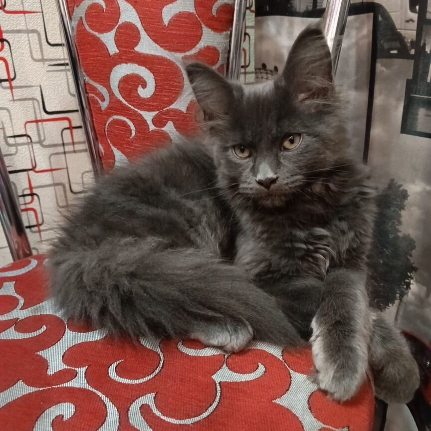 Котенок Мейн-кун в добрые руки