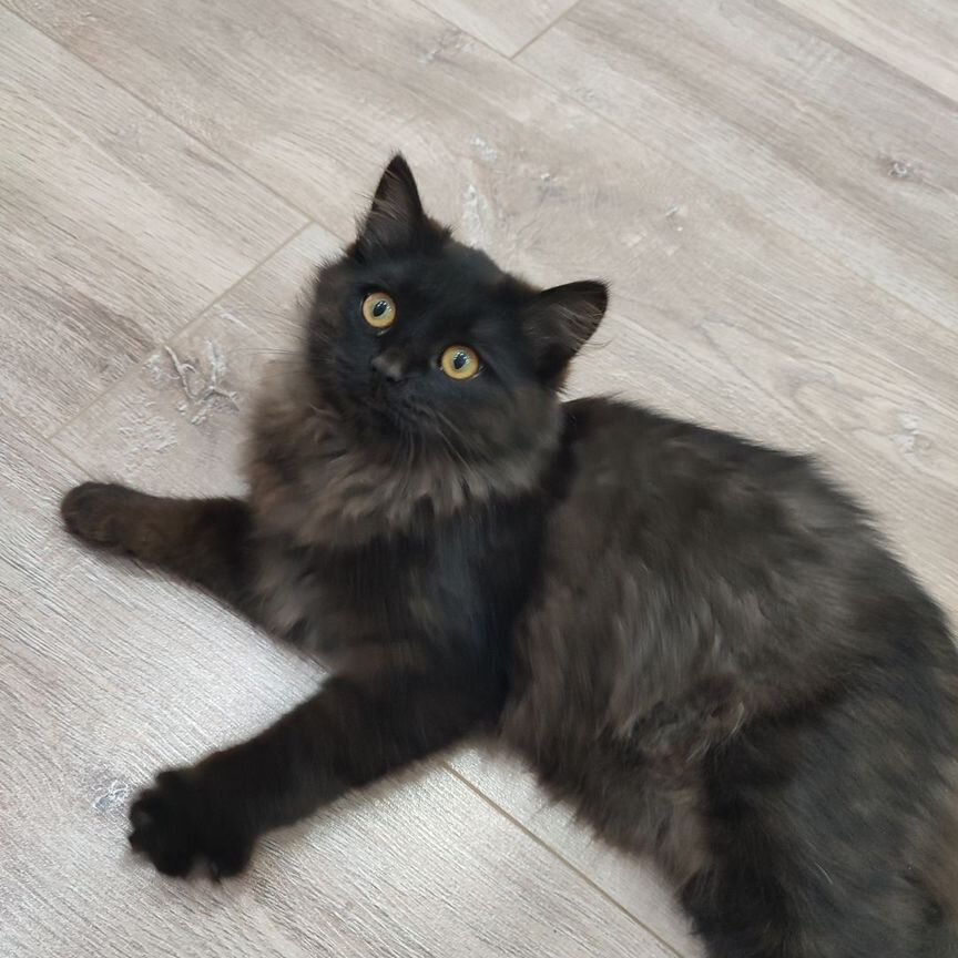 Кошки в добрые руки бесплатно