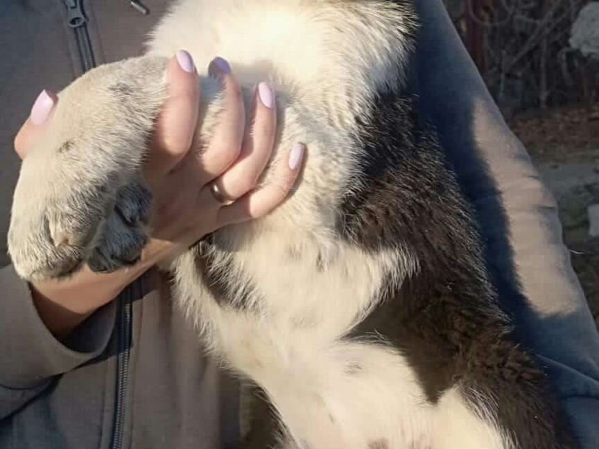 Девочка мама метис Алабая