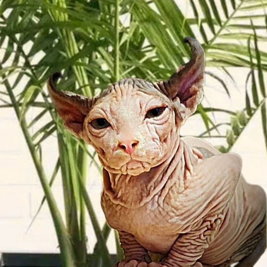 Которебенок мальчишка эльф
