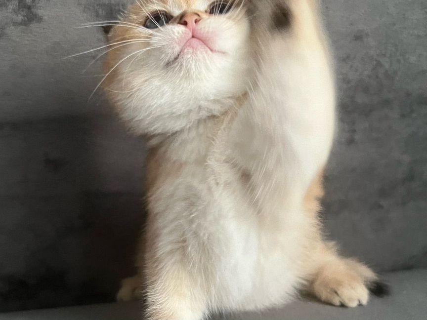 Шотландская вислоухая малышка